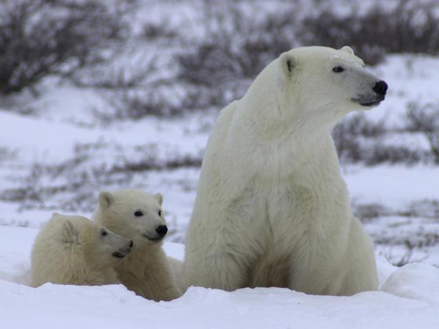 Animaux polaires